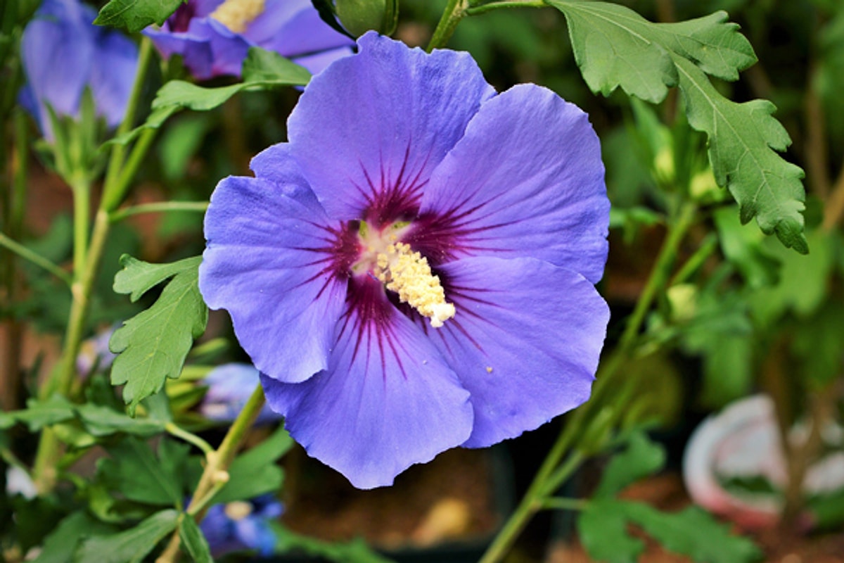 Hatmi Çiçeği: Beyazdan Pembeye Kırmızıdan Turuncuya Kadar Çeşit Çeşit ...