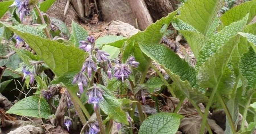 Asıl Adı Hodan Olan Baharın Müjdecisi Kaldirik Otunun Mucizevi ...