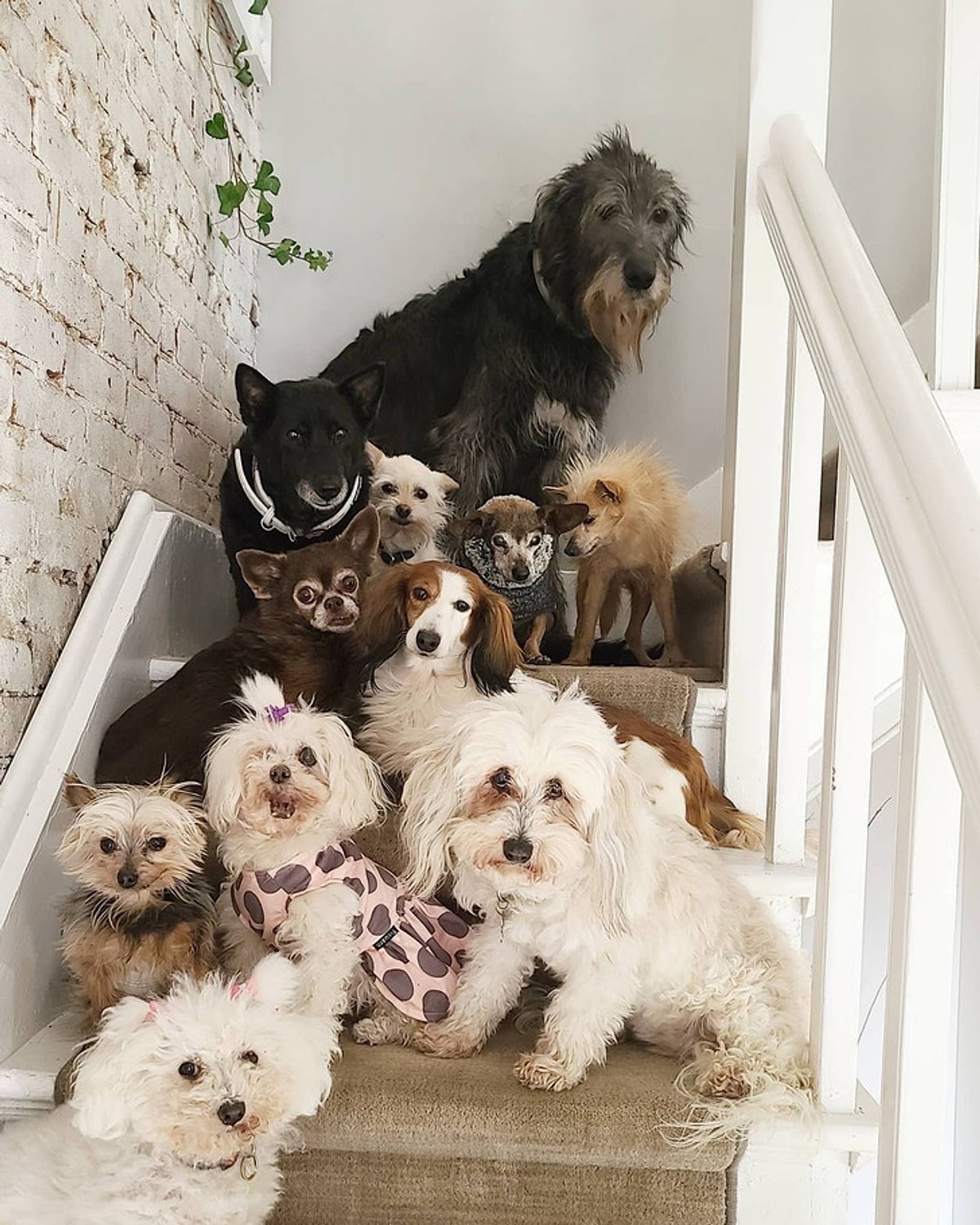 20 Hayvana Ev Sahipliği Steve Greig'in Hikayesi - Onedio