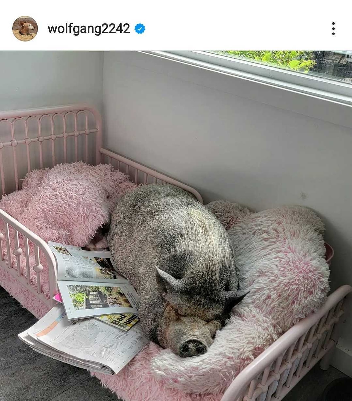 20 Hayvana Ev Sahipliği Steve Greig'in Hikayesi - Onedio