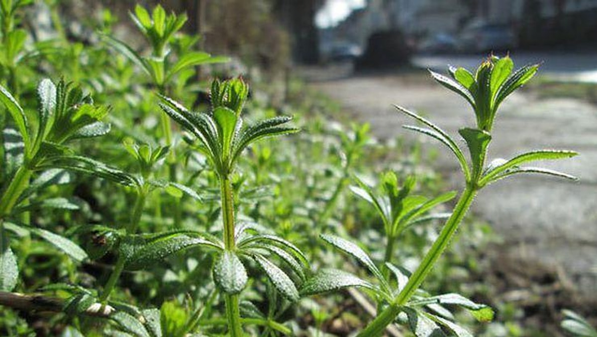 Yoğurt Otu - Onedio