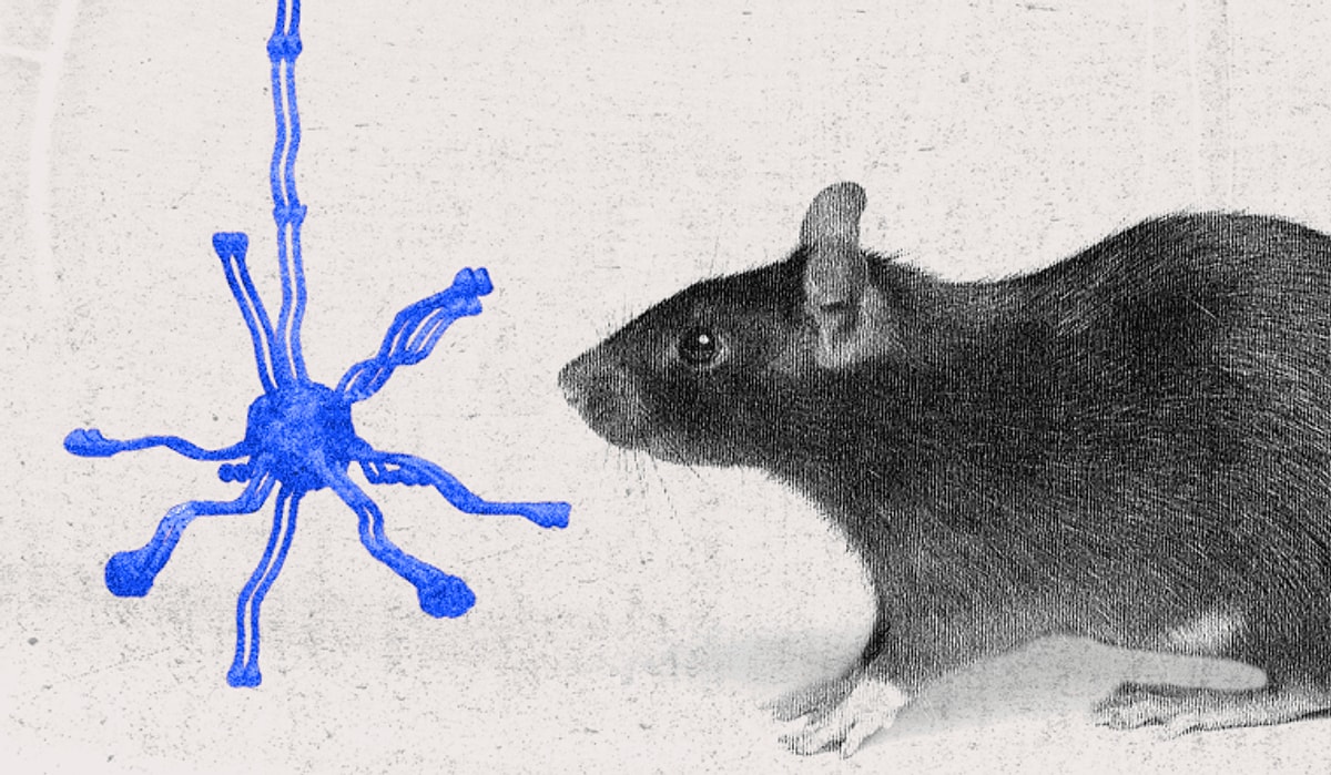 Human Neurons Successfully Transplanted Into Rat Brains, A Major ...