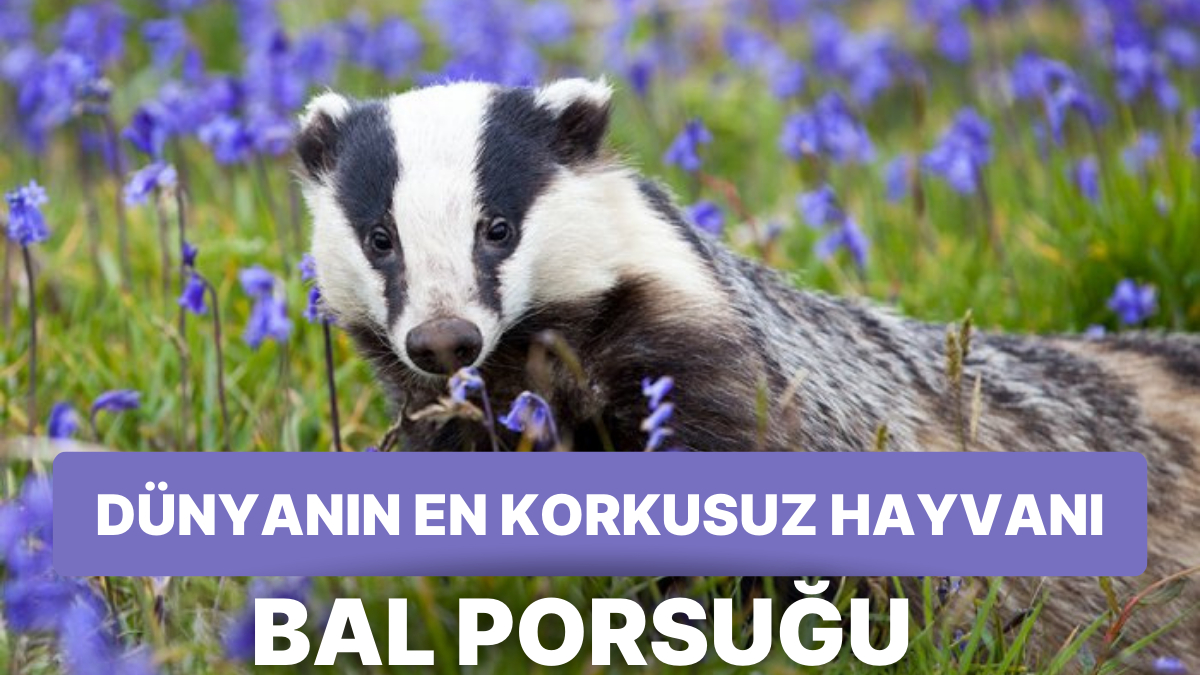 Hayvanlar Aleminin En Korkusuz Hayvanı Olan Bal Porsuğu Hakkında ...