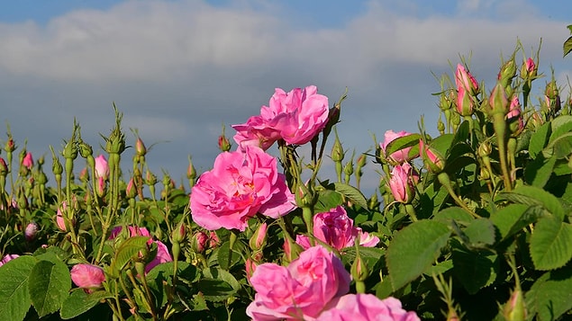 Birçoğunun Hangi Anlamı Temsil Ettiğini Bilmediğimiz Her Biri ...