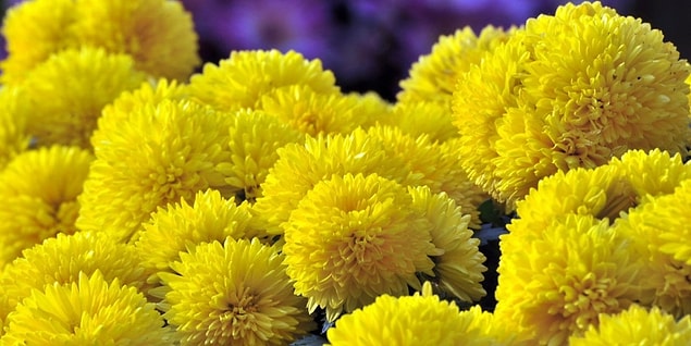 Birçoğunun Hangi Anlamı Temsil Ettiğini Bilmediğimiz Her Biri ...