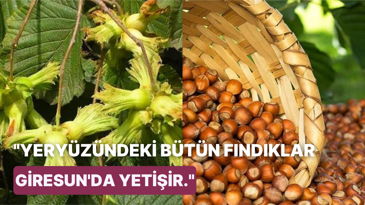 Destanlarda Kutsal Sayılan Fındığın Tarihi - Onedio