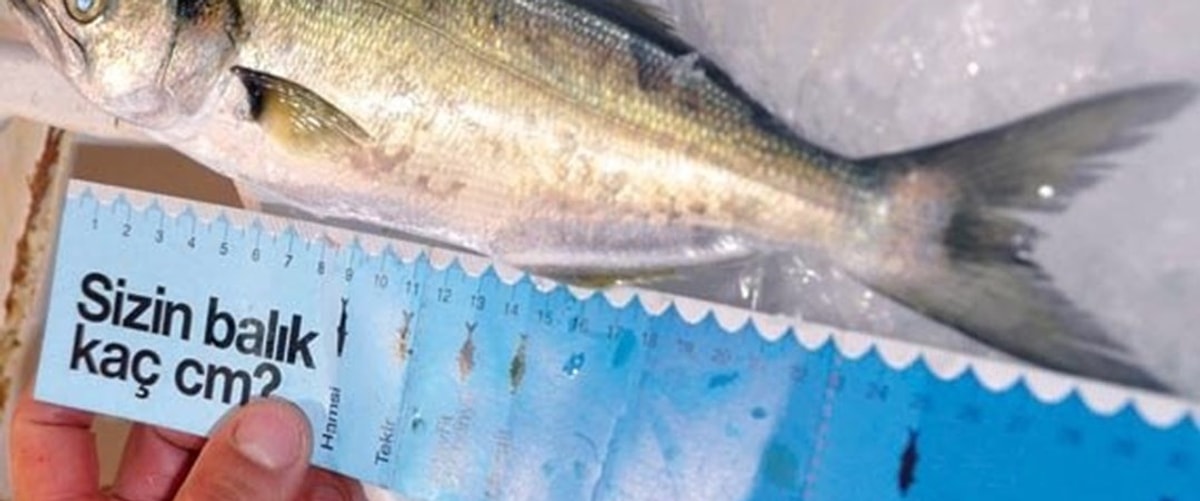 Lüfer Nedir ve Türleri Nelerdir? - Onedio