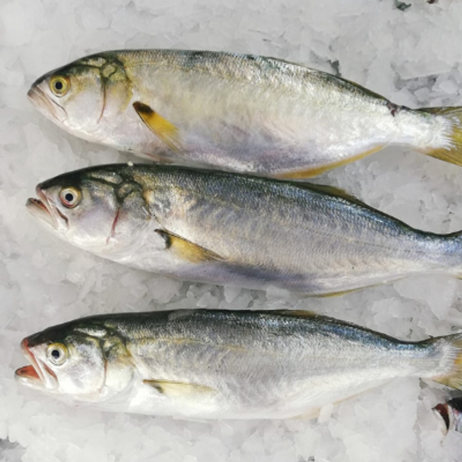 Lüfer Nedir ve Türleri Nelerdir? - Onedio