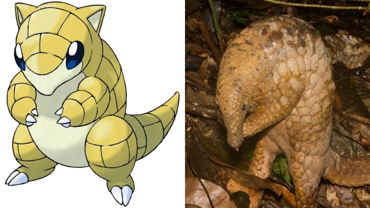 20 Pokemon Based on Rare Real-life Animals: The Uncanny Resemblance ...