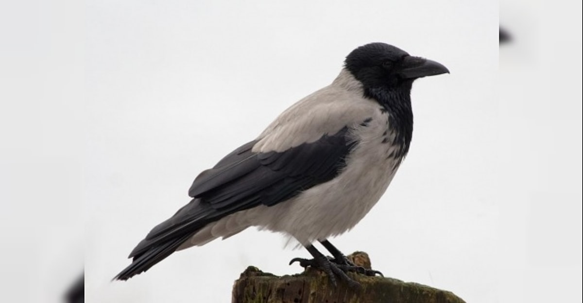 Rüyada Karga Görmek: Çevrenizde Bir Düşmanınız Veya Dişli Bir Rakibiniz ...