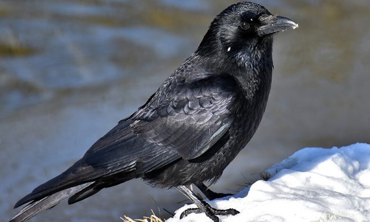 Toplumda Sevilmese de Yararlı Olan Hayvanlar - Onedio