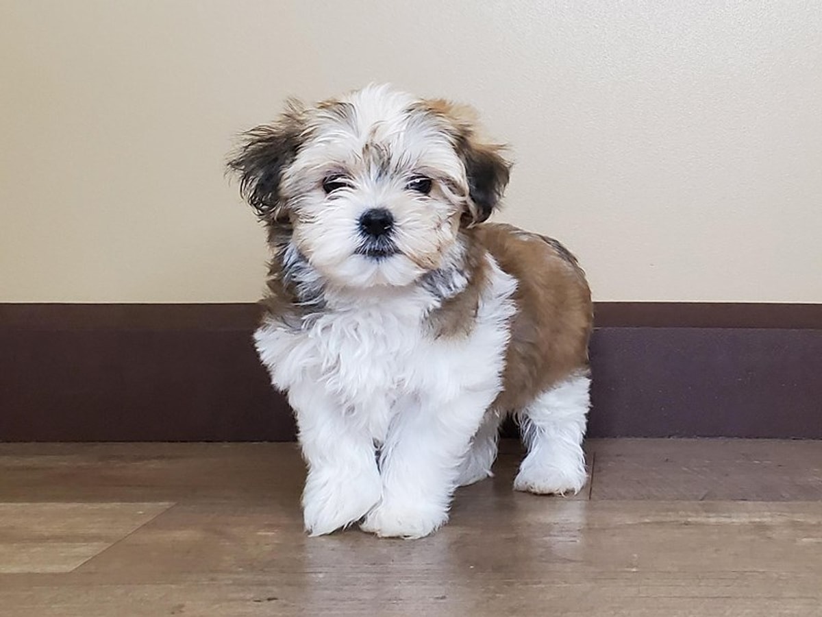 Morkie Köpeğinin Özellikleri ve Bakımı - Onedio