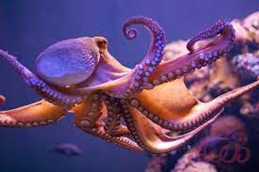 Ahtapotların Yarattığı Gizeli Oclantis Şehri - Onedio