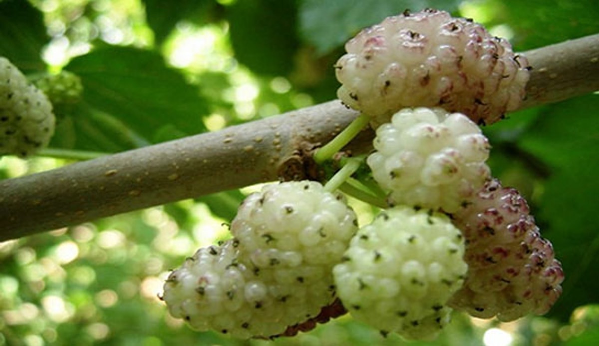 Rüyada Dut Ağacı Görmek: Bol Bereketli Bir Yaşam Sürebilirsiniz! - Onedio