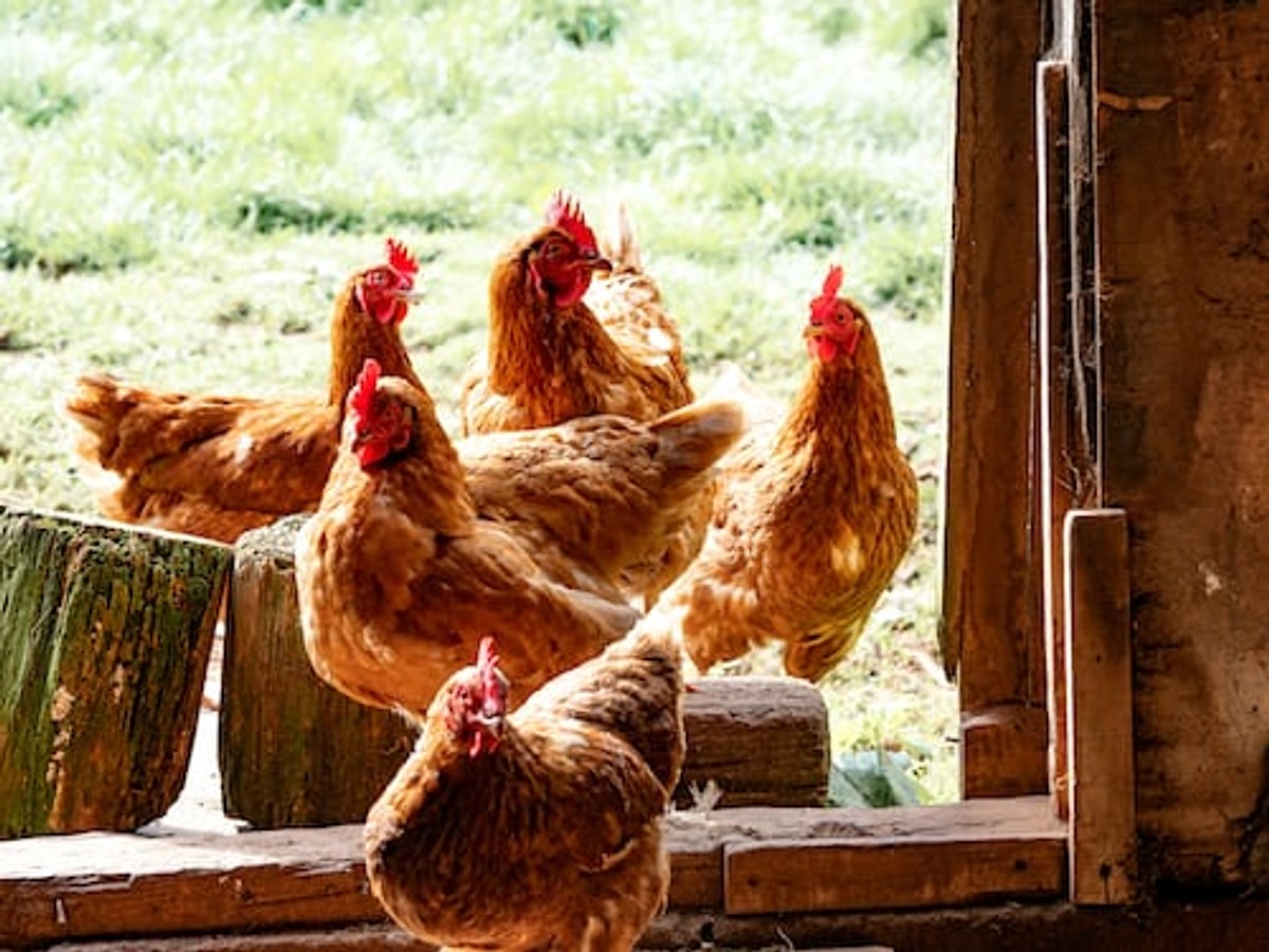 Tavuklar Hakkında Birbirinden Şaşırtıcı Bilgiler - Onedio
