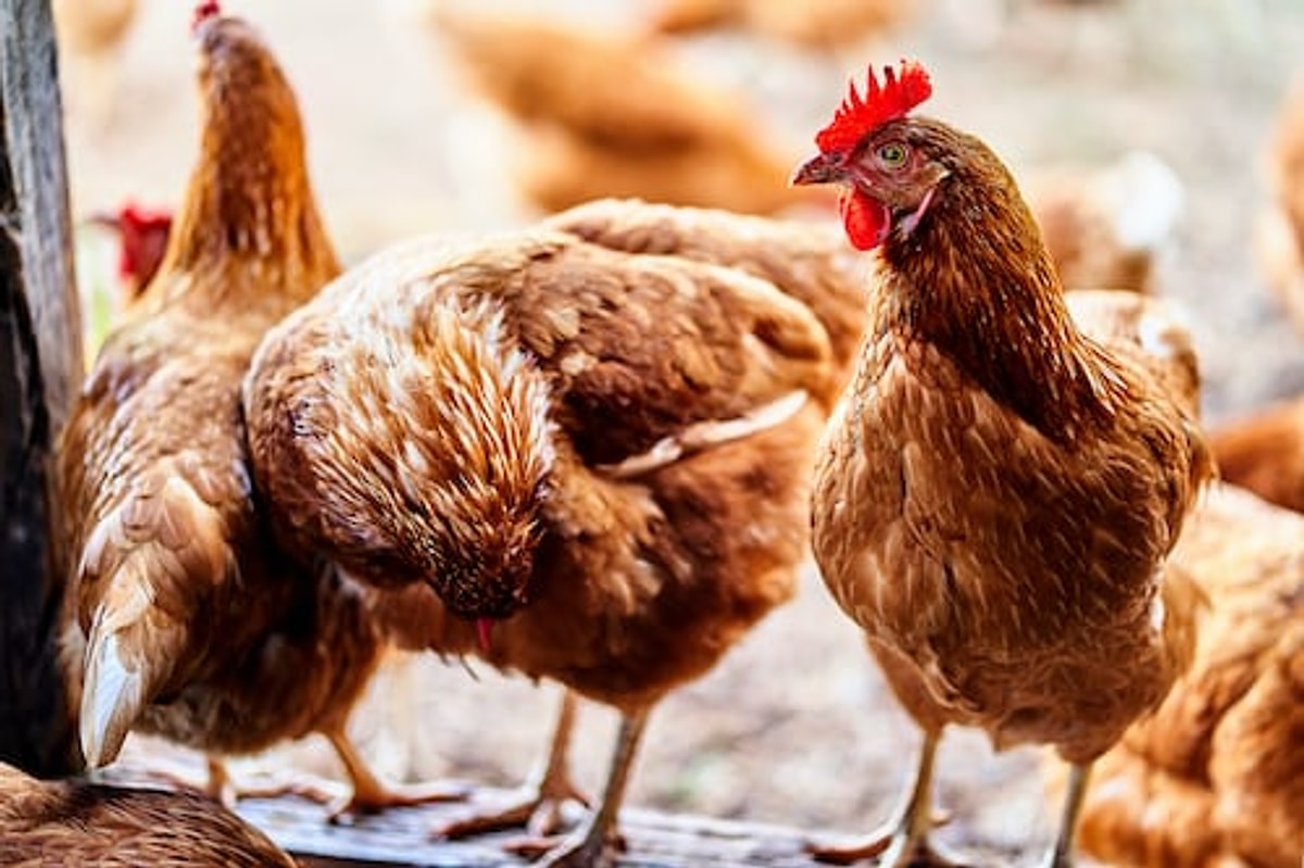 Tavuklar Hakkında Birbirinden Şaşırtıcı Bilgiler - Onedio