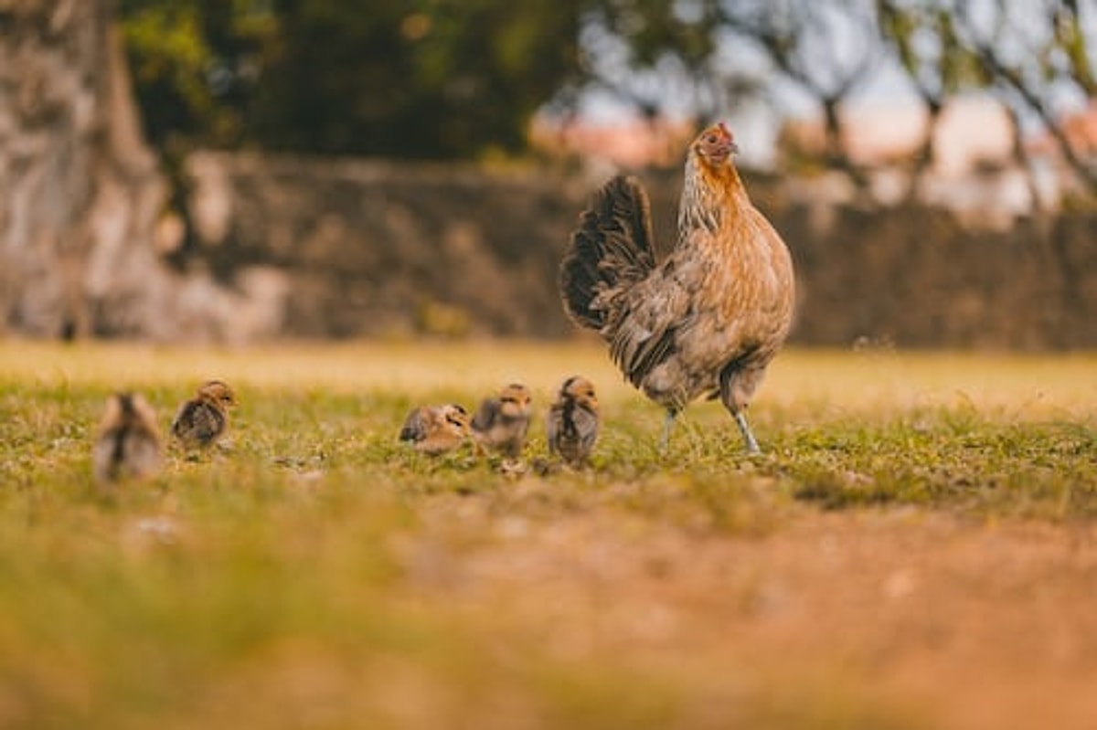 Tavuklar Hakkında Birbirinden Şaşırtıcı Bilgiler - Onedio