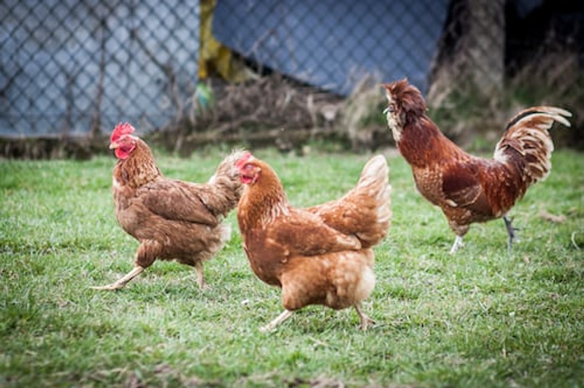 Tavuklar Hakkında Birbirinden Şaşırtıcı Bilgiler - Onedio