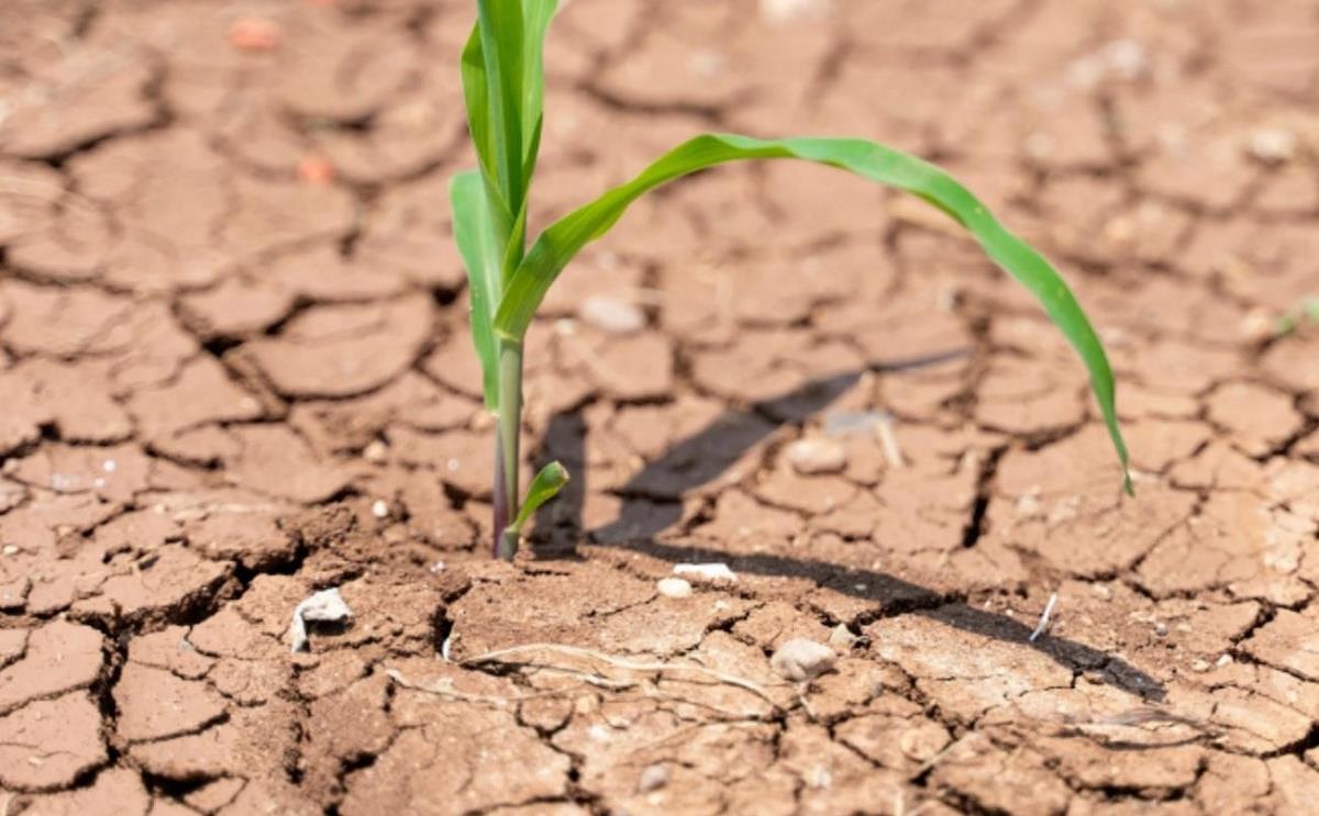 Yağış Suları ve Rüzgarla Toprağın Aşınması Olayı: Erozyon Nedir? - Onedio