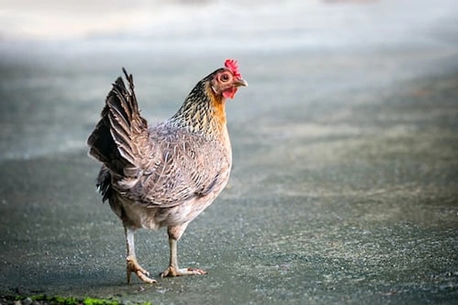 Tavuklar Hakkında Birbirinden Şaşırtıcı Bilgiler - Onedio
