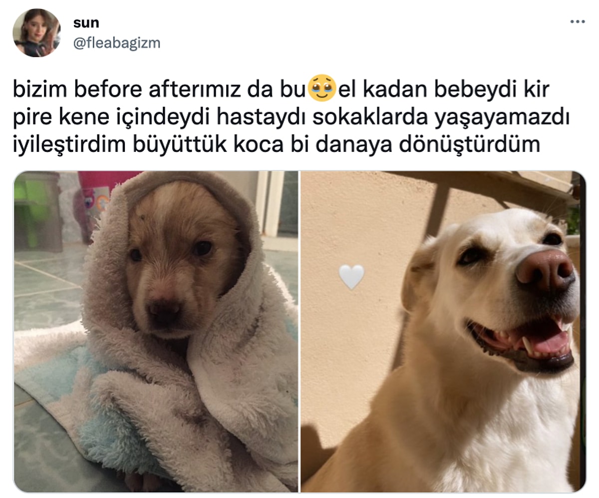 Sağlıksız Koşullardan Sahiplenilen Hayvanlar - Onedio
