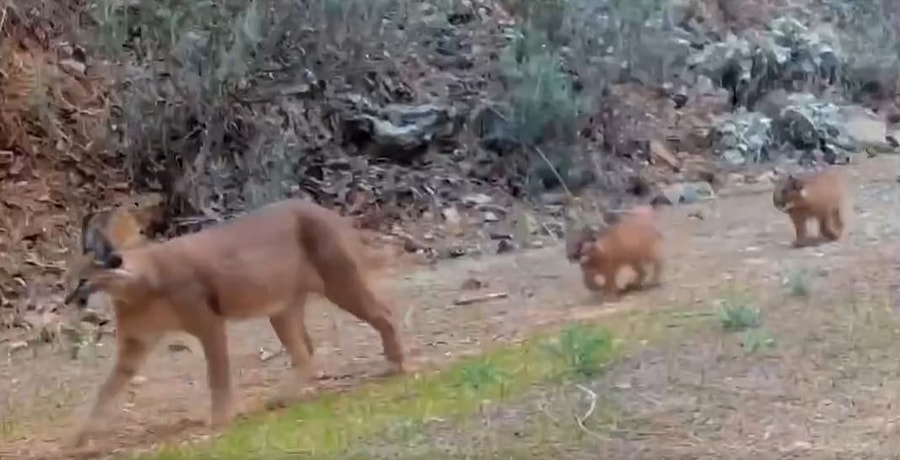 Yabani Kedi Türü Olan 'Karakulak' Anne ve Yavrularıyla Birlikte ...