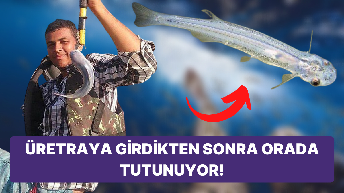Candiru Balığı Nedir? Penise Giren Balık - Onedio
