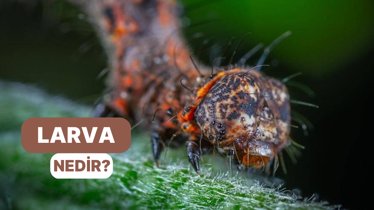 Larva Nedir? - Onedio