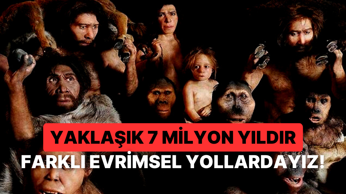 Bütün Primatlar Neden İnsana Dönüşmedi? - Onedio