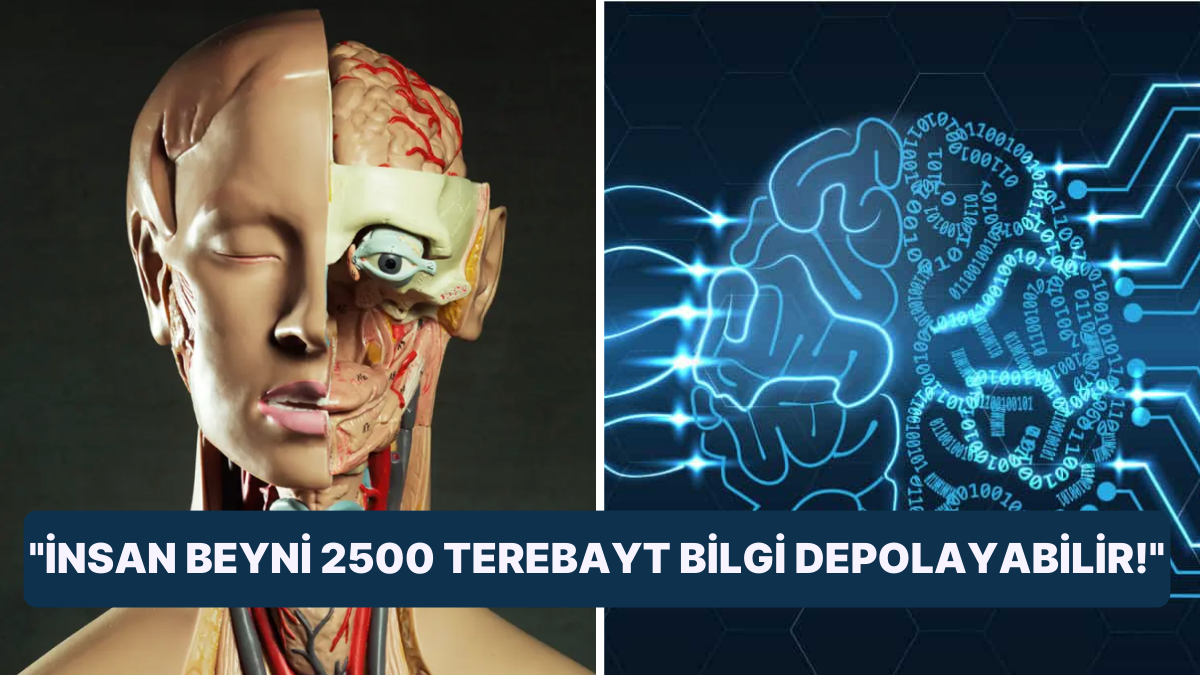 İnsan Beyin Hücrelerinden Yaratılan Yapay Zeka - Onedio