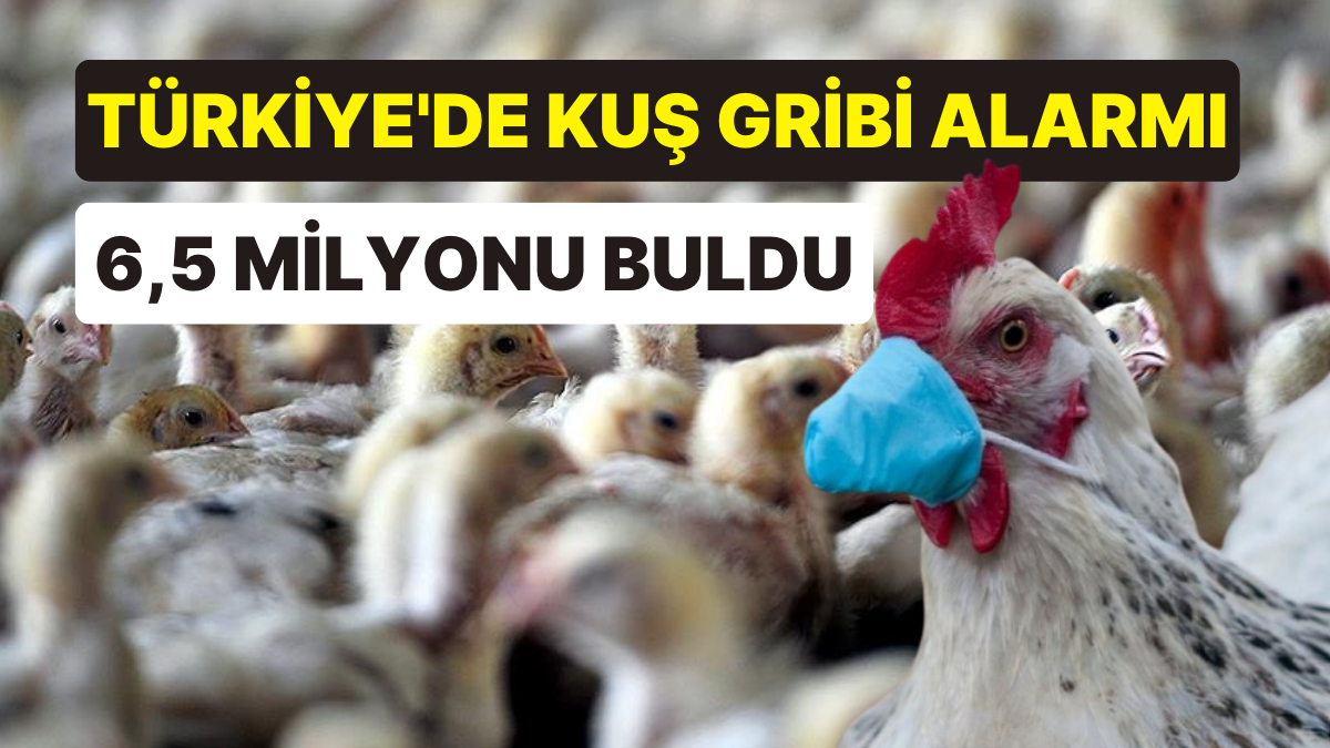 Dünyada Hızla Yayılan Kuş Gribi Salgını Türkiye'ye Sıçradı - Onedio