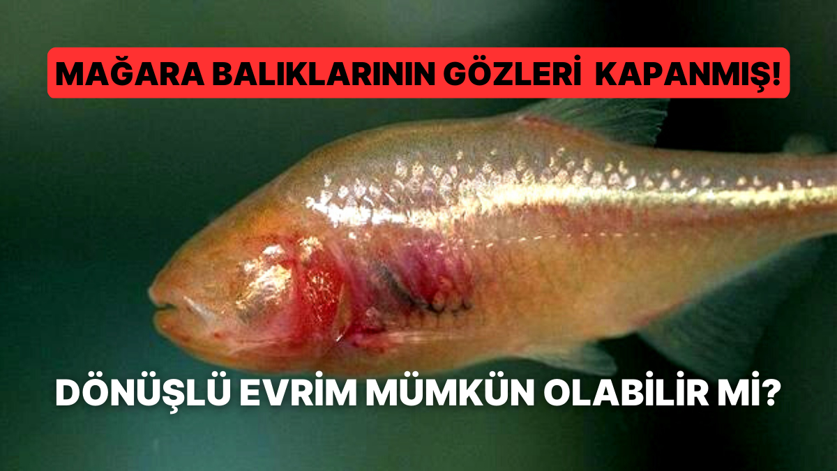 Evrim Geriye mi Gidiyor? - Onedio