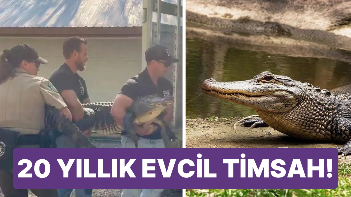 Evcil Timsah Besleyen Kadının Akılalmaz Hikayesi - Onedio