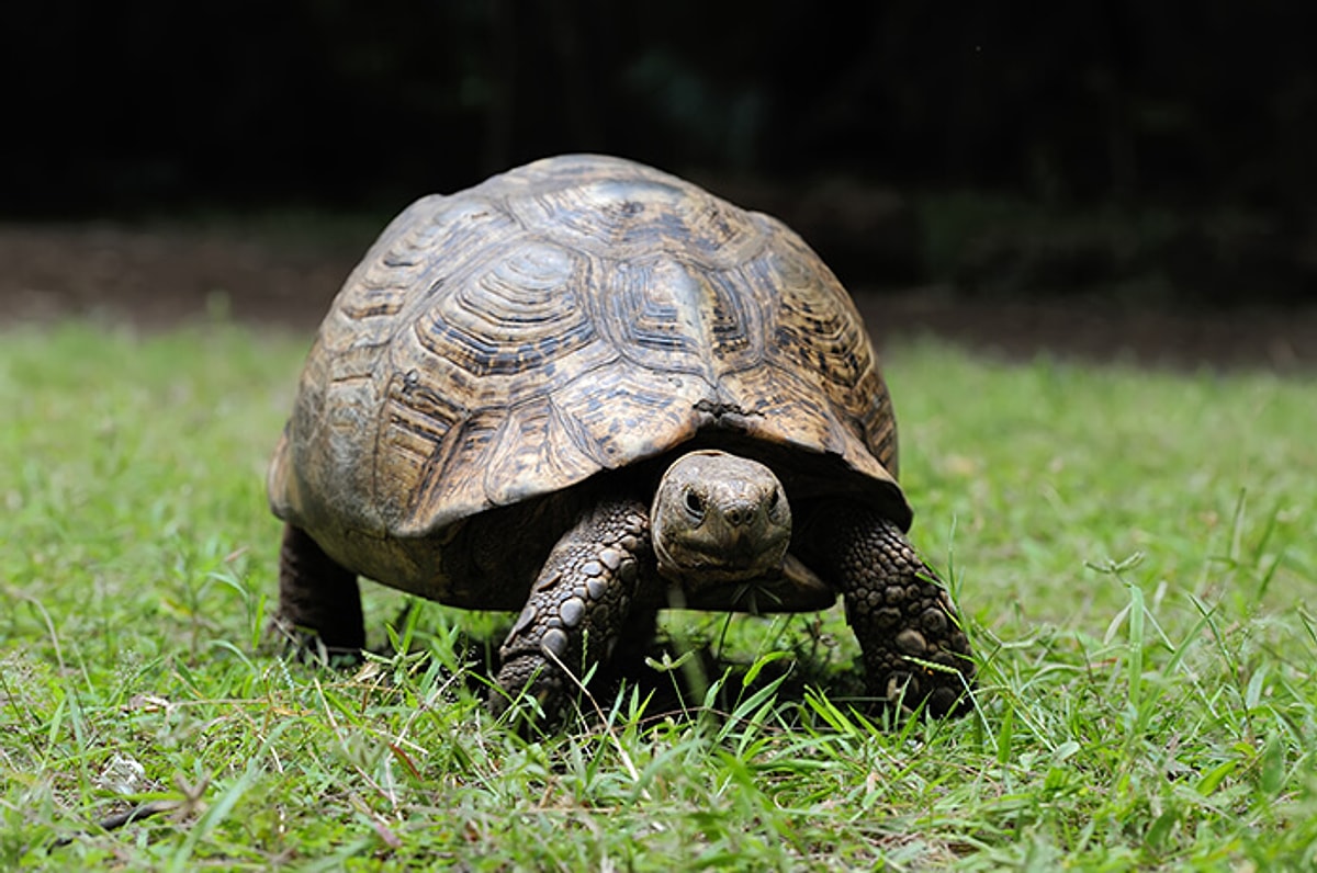 Kaplumbağa Çeşitleri: Dünyada Soyu Tükenmemiş En Eski Hayvanlar Olan ...
