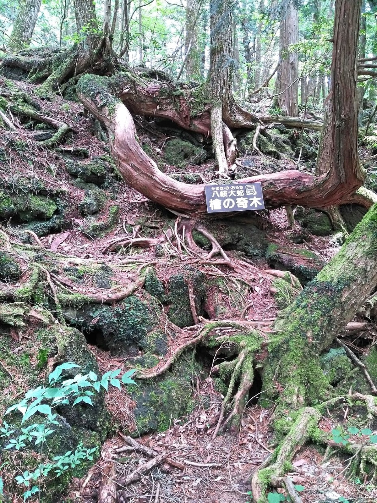 İntihar Ormanı Aokigahara'nın Kan Donduran Tarihi - Onedio