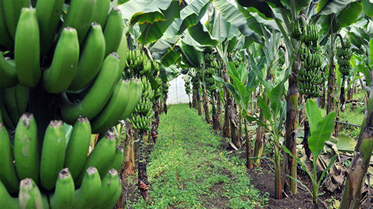 Rüyada Muz, Muz Ağacı Görmek, Muz Yemek, Muz Almak - Onedio