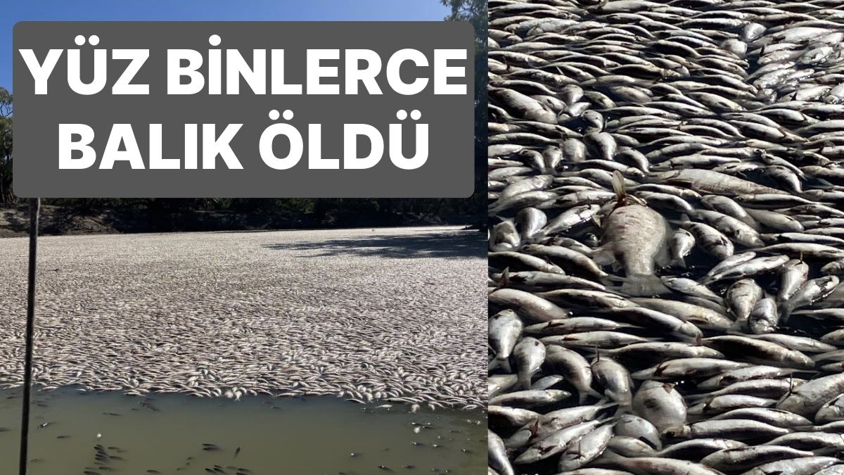 Avustralya’daki Darling Nehri'nde Yüz Binlerce Ölü Balık Bulundu - Onedio