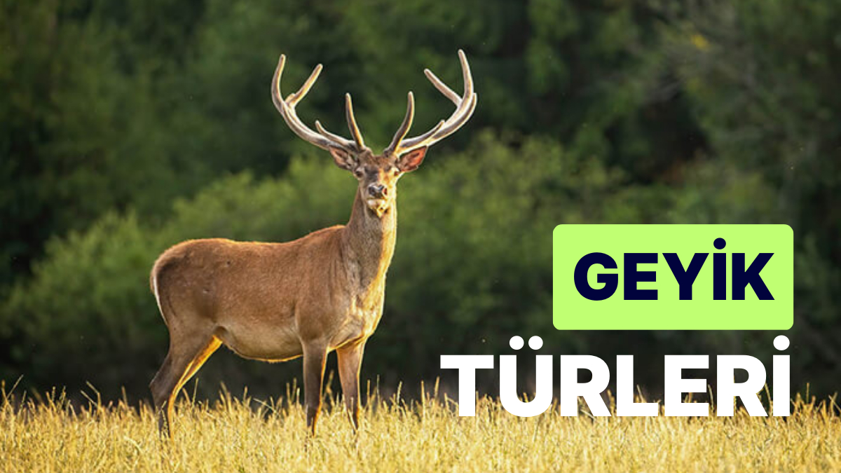 Geyik Türleri: Dünyanın Neredeyse Her Kıtasına Yayılmış Geyik Çeşitleri ...