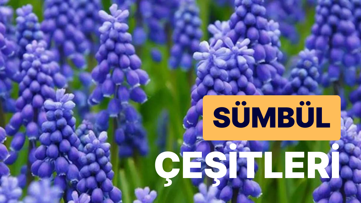 Sümbül Çeşitleri: Eşsiz Kokularıyla Doğanın Parfümü Olarak Bilinen ...