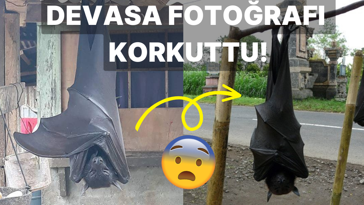 Uçan Tilki Hakkında Bilgiler - Onedio