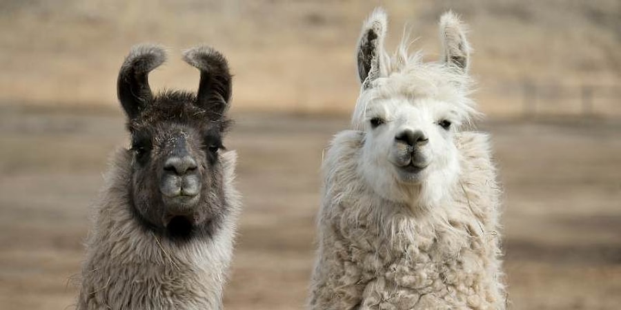 Lama Türleri: Develerin Yakın Bir Akrabası Olan ve Tükürmeleriyle ...