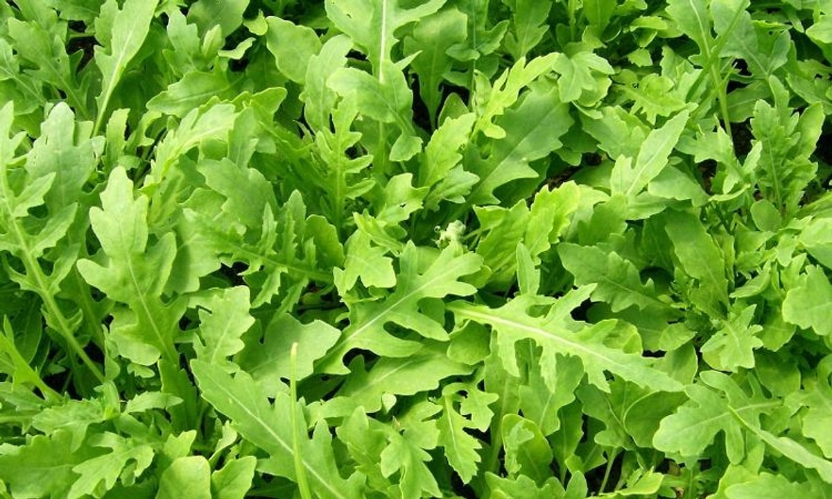 Rokanın Faydaları: Antioksidanlarla Dolu Bir Sebze Olan Roka Hakkında ...