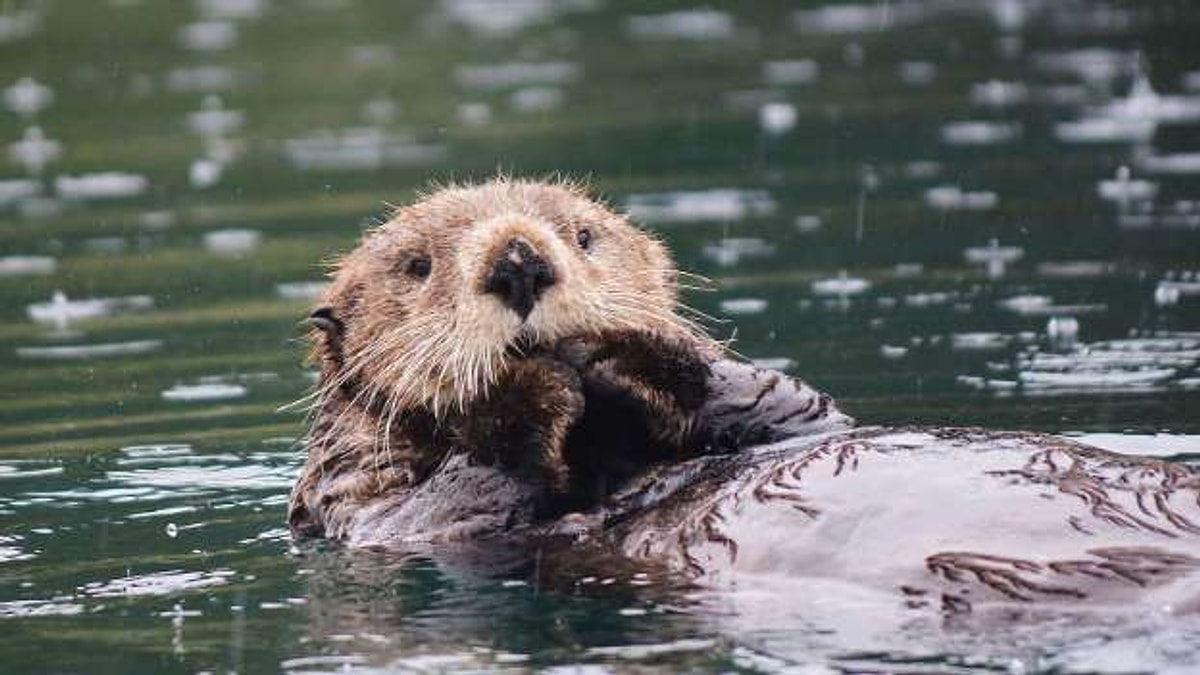 Su Samuru Türleri: Dünya Çapındaki 13 Türü İle Çevik Balık Avcısı Su ...