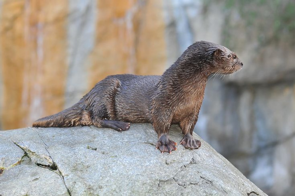 Su Samuru Türleri: Dünya Çapındaki 13 Türü İle Çevik Balık Avcısı Su ...