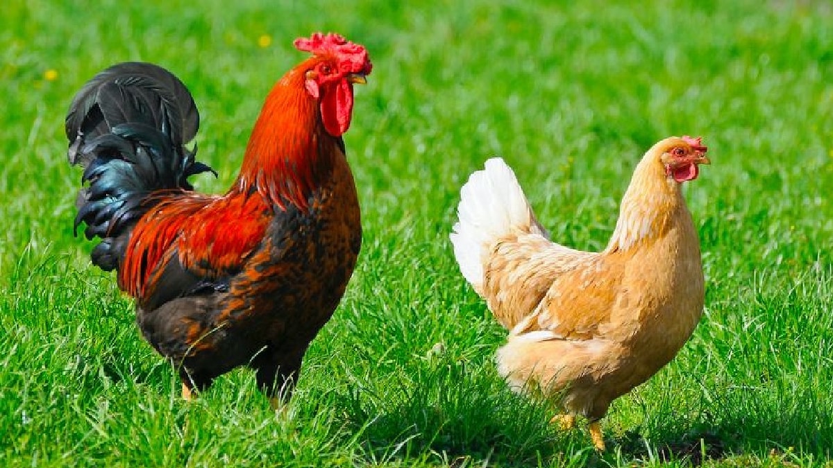 Rüyada Tavuk görmek ne anlama gelir? - Onedio