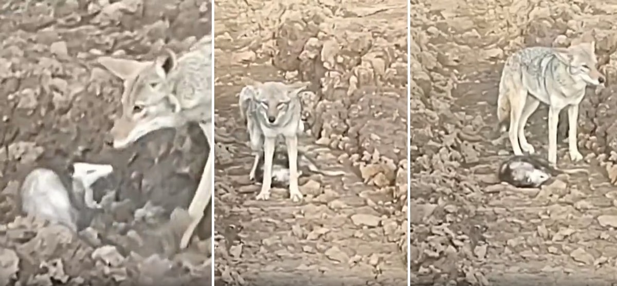 Ölü Taklidi Yaparak Çakala Av Olmaktan Kurtulan Keseli Sıçanın Viral ...