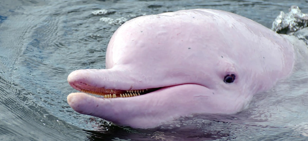 Amazon'da Diğer Şaşırtıcı Canlıların Yanı Sıra Pembe Yunusların da ...