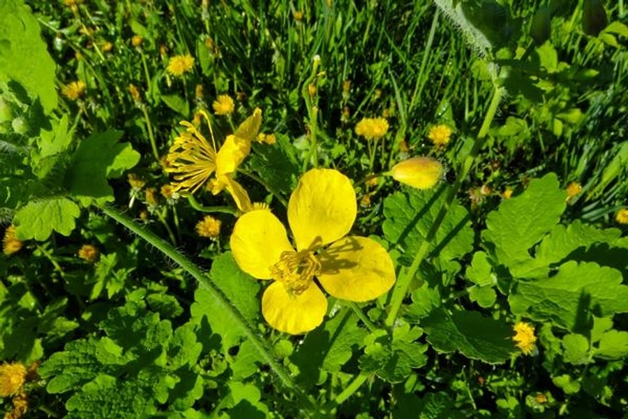 Kırlangıç otu nedir, faydaları nelerdir? - Onedio
