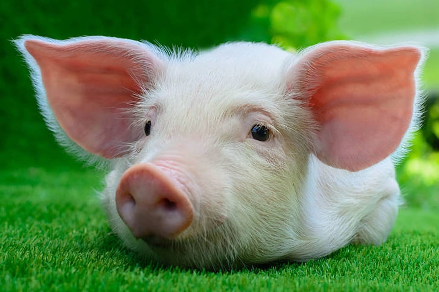 Rüyada Domuz Görmek Neye İşarettir, Ne Demektir? - Onedio