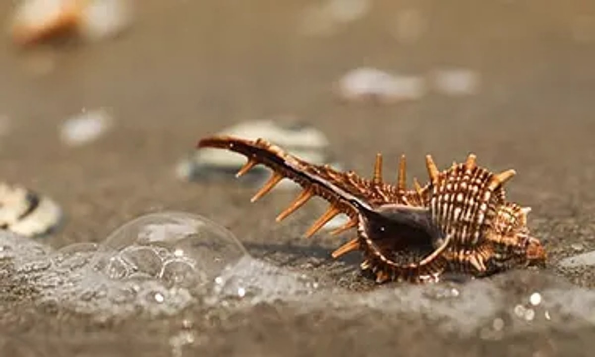 Mor Rengi Nasıl Ortaya Çıktı ve Neden Değerli? - Onedio